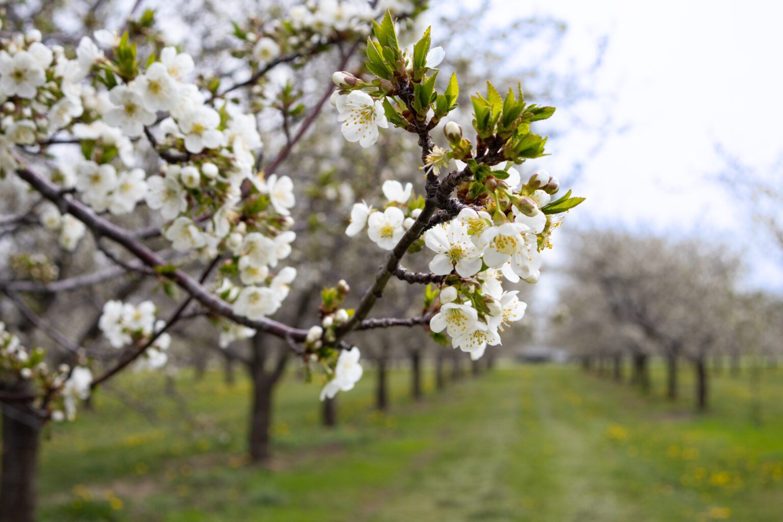 When Is The Best Time To Visit Door County In Spring?